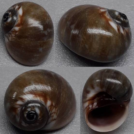 shellauction.net :: Natica sp. - 3707701