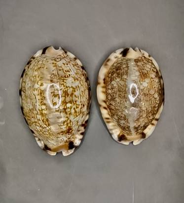 shellauction.net :: Cypraea arabica asiatica f. gibba - 3707849