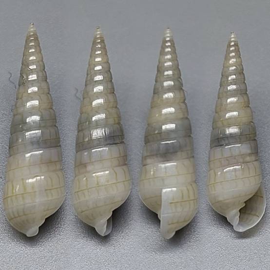 shellauction.net :: Niso sp. - 3707962