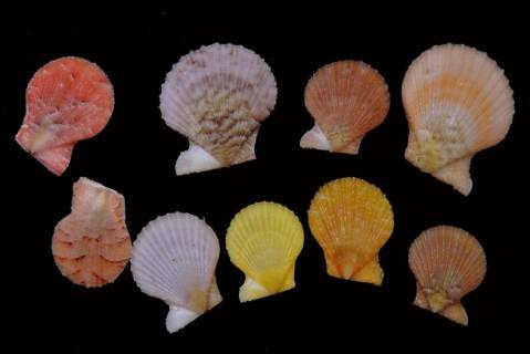 shellauction.net :: Pecten assorted - 3708033