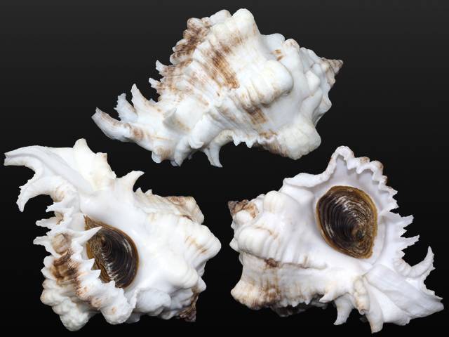 shellauction.net :: Hexaplex kuesterianus - 3708053