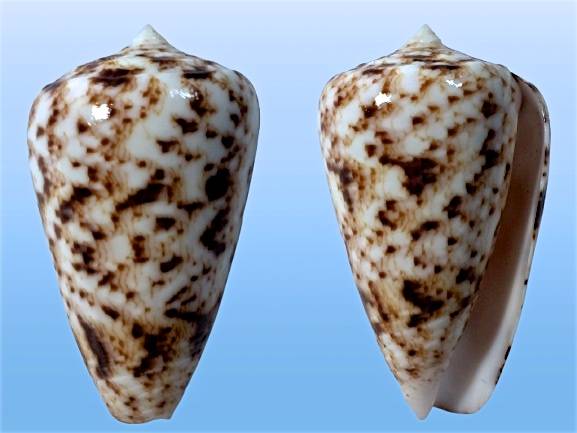 shellauction.net :: Conus zeylanicus - 3708237