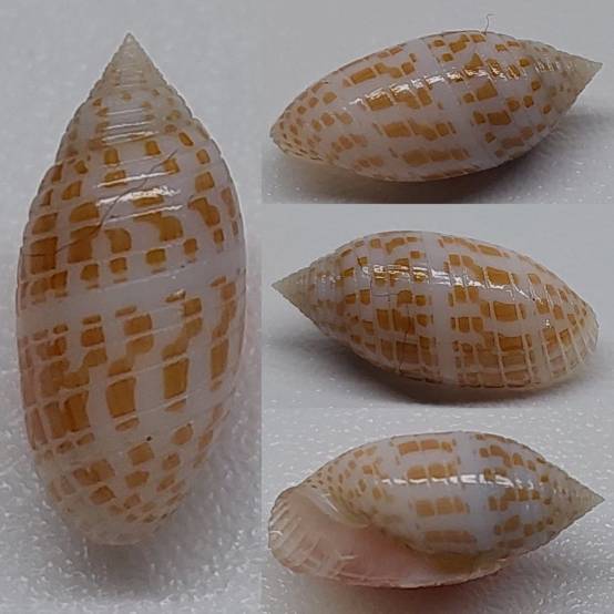 shellauction.net :: Pupa solidula - 3708280