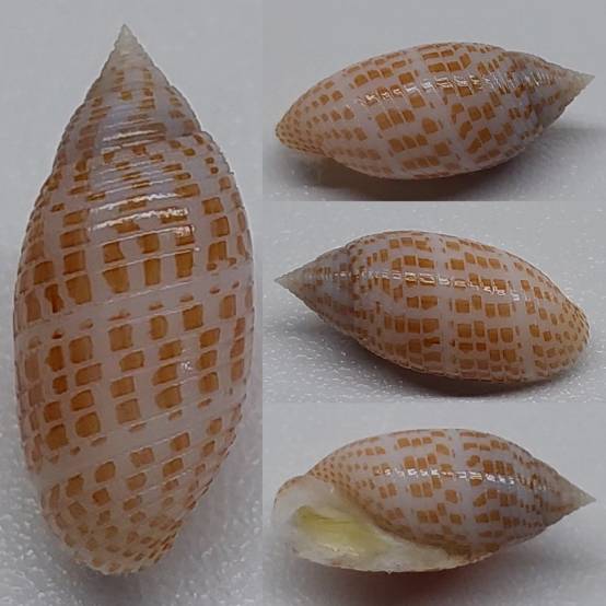 shellauction.net :: Pupa solidula - 3708281