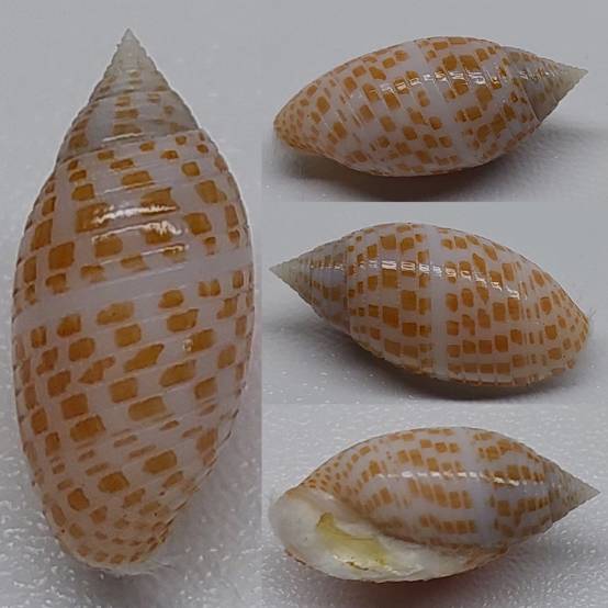 shellauction.net :: Pupa solidula - 3708283