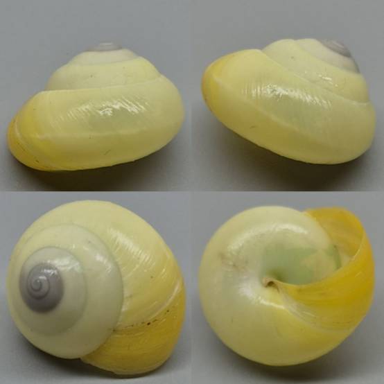 shellauction.net :: Xesta sp. - 3708366