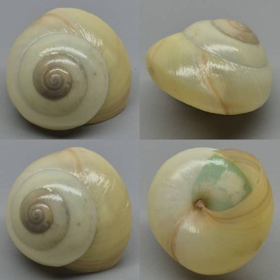 shellauction.net :: Xesta sp. - 3708368