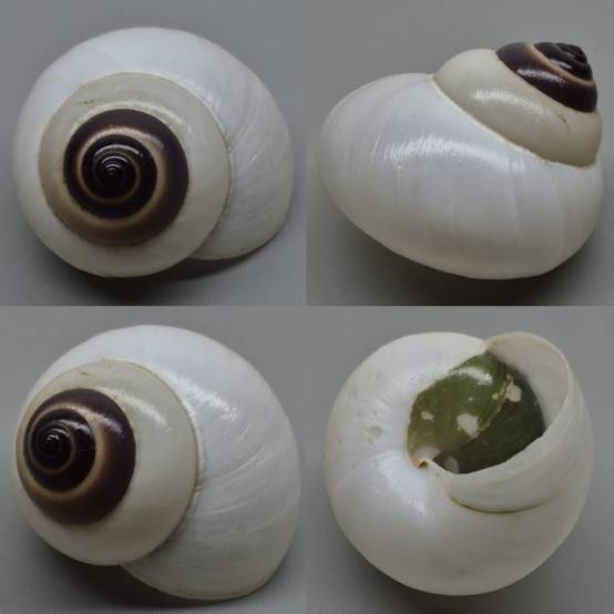 shellauction.net :: Xesta tomiana - 3708820