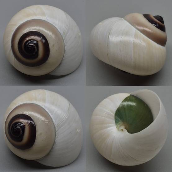 shellauction.net :: Xesta tomiana - 3708824