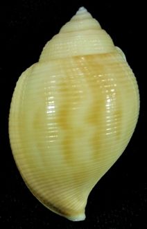 shellauction.net :: Sconsia striata f. immaculata - 3708909