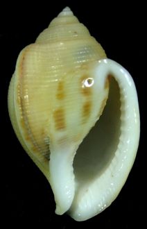 shellauction.net :: Sconsia striata f. immaculata - 3708909