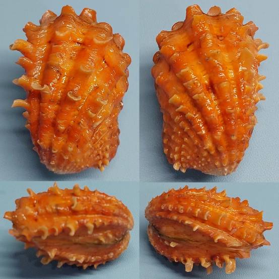 shellauction.net :: Cardita crassicosta - 3709117