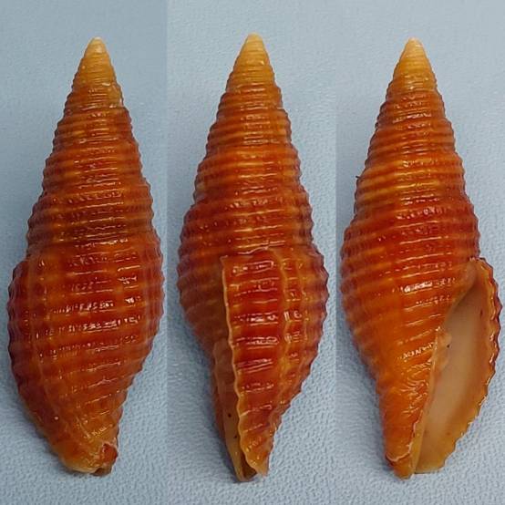 shellauction.net :: Prodotia crocata - 3709119