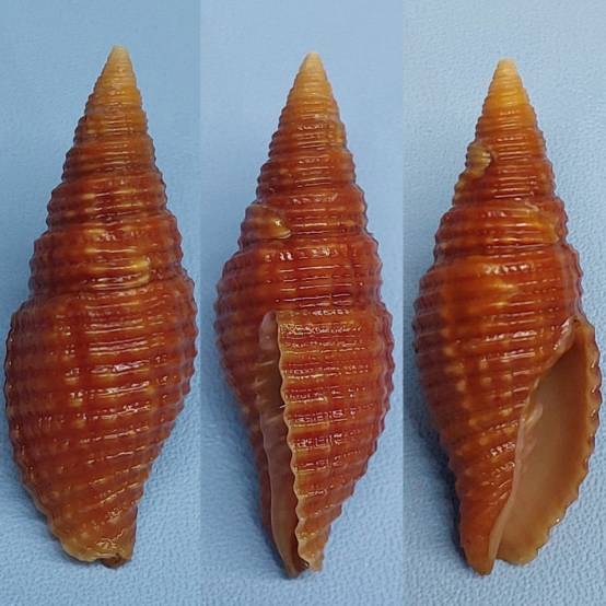 shellauction.net :: Prodotia crocata - 3709122