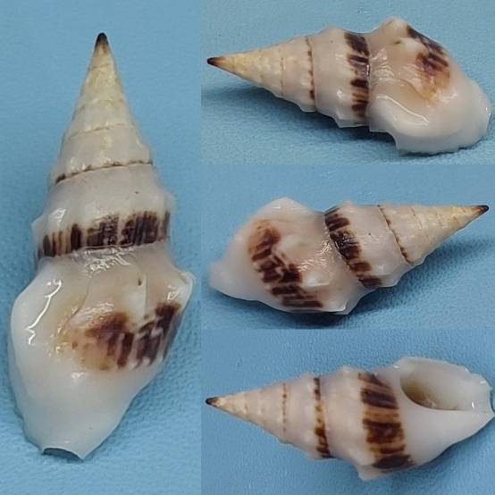 shellauction.net :: Clavus exasperatus - 3709129