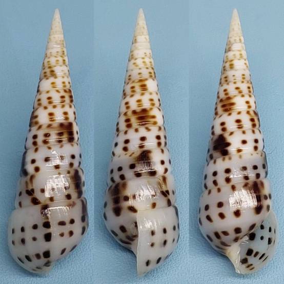 shellauction.net :: Longchaeus acus - 3709134