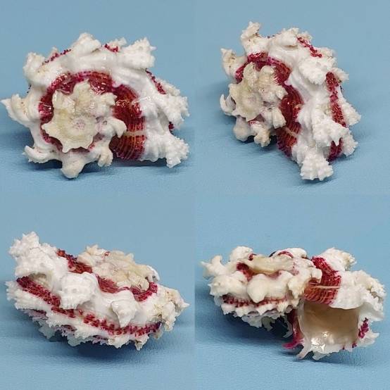 shellauction.net :: Angaria formosa - 3709169