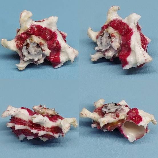 shellauction.net :: Angaria formosa - 3709170