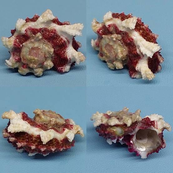 shellauction.net :: Angaria formosa - 3709171