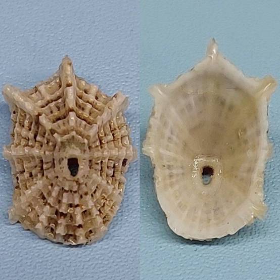 shellauction.net :: Diodora sieboldii - 3709181