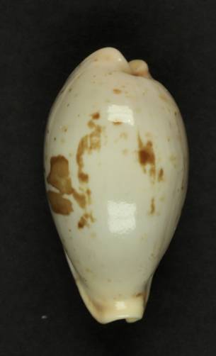 shellauction.net :: Cypraea saulae - 3709238