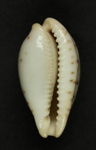 shellauction.net :: Cypraea saulae - 3709238