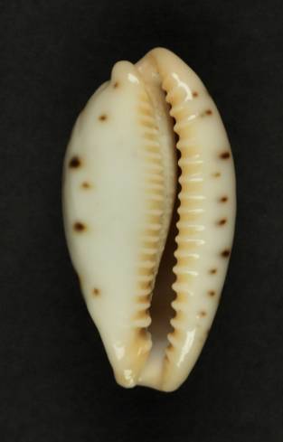 shellauction.net :: Cypraea saulae siasiensis - 3709241