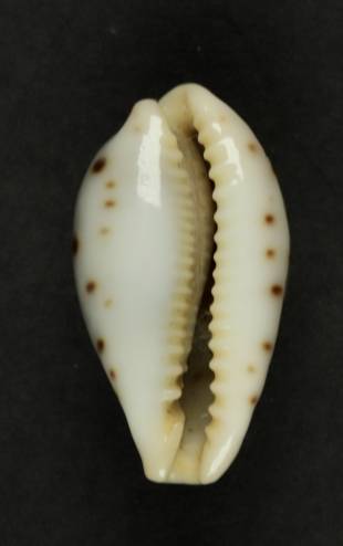 shellauction.net :: Cypraea saulae nugata - 3709243