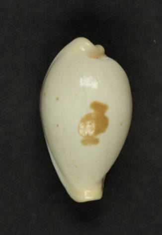 shellauction.net :: Cypraea saulae crakei - 3709245