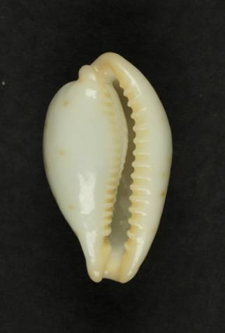 shellauction.net :: Cypraea saulae crakei - 3709245
