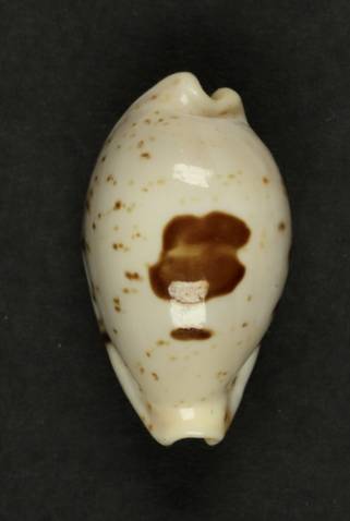 shellauction.net :: Cypraea saulae manilaensis - 3709253
