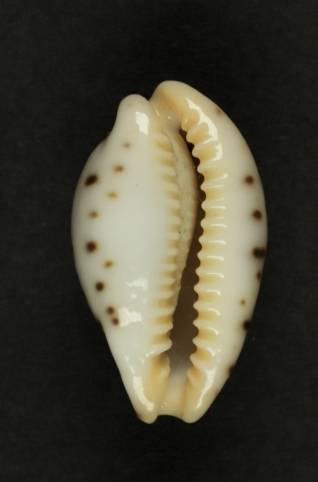 shellauction.net :: Cypraea saulae manilaensis - 3709253