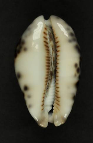 shellauction.net :: Cypraea histrio histrio - 3709303