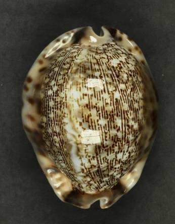 shellauction.net :: Cypraea arabica asiatica f.gibba - 3709352