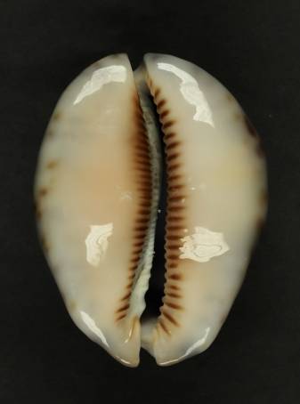 shellauction.net :: Cypraea arabica asiatica f.gibba - 3709352