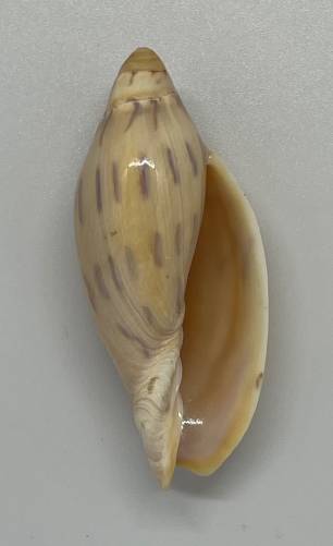 shellauction.net :: Amoria maculata - 3709368