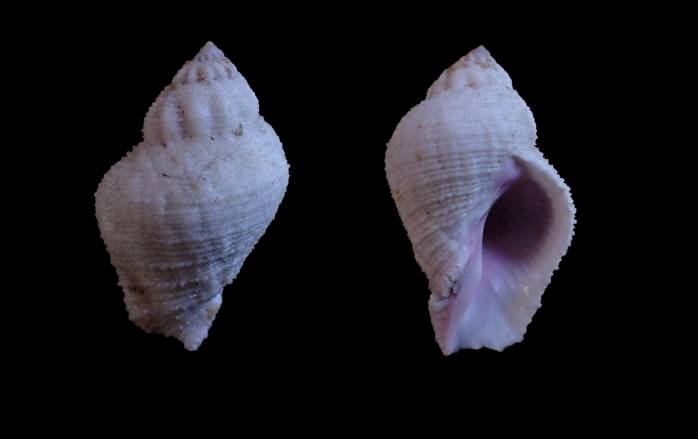 shellauction.net :: Murex radula - 3709381