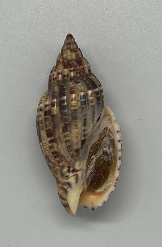 shellauction.net :: Lyria mitraeformis - 3709393