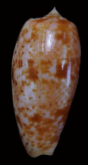 shellauction.net :: Conus bullatus - 3709418