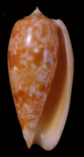 shellauction.net :: Conus bullatus - 3709418