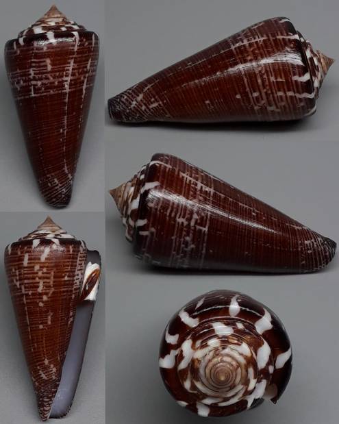 shellauction.net :: Conus thomae - 3709440