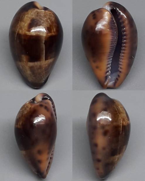 shellauction.net :: Contradusta walkeri - 3709449