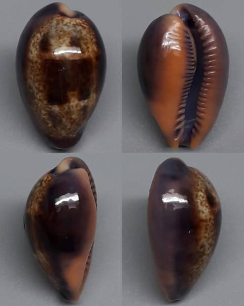 shellauction.net :: Contradusta walkeri - 3709450