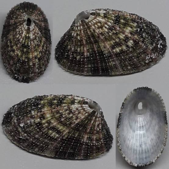 shellauction.net :: Patella sp. - 3709457