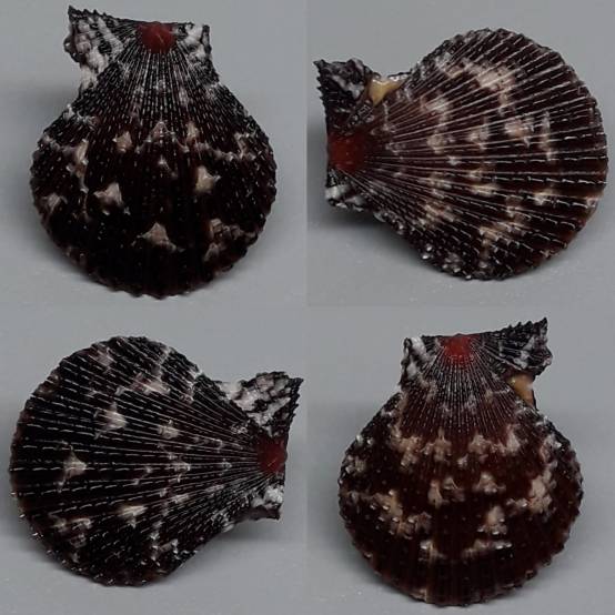 shellauction.net :: Chlamys cf. tincta - 3709462