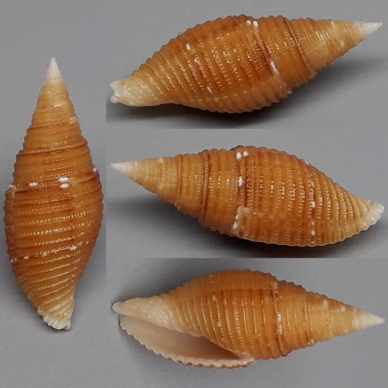 shellauction.net :: Pseudonebularia sp. - 3709467