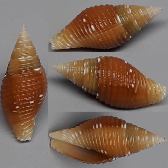 shellauction.net :: Pseudonebularia sp. - 3709468