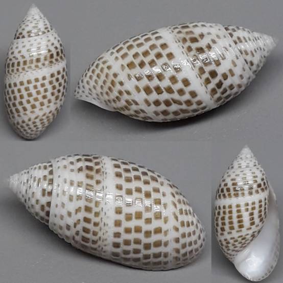 shellauction.net :: Pupa solidula - 3709517