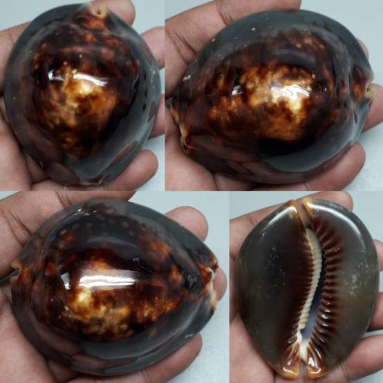 shellauction.net :: Mauritia mauritiana - 3709693