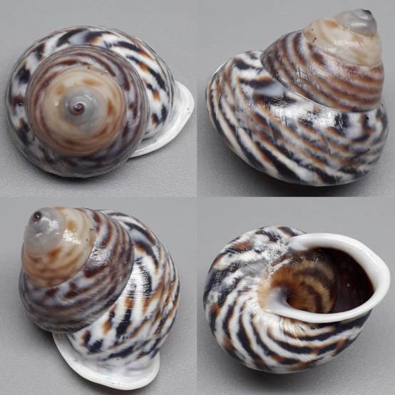 shellauction.net :: Canefriula lacteolata - 3709698